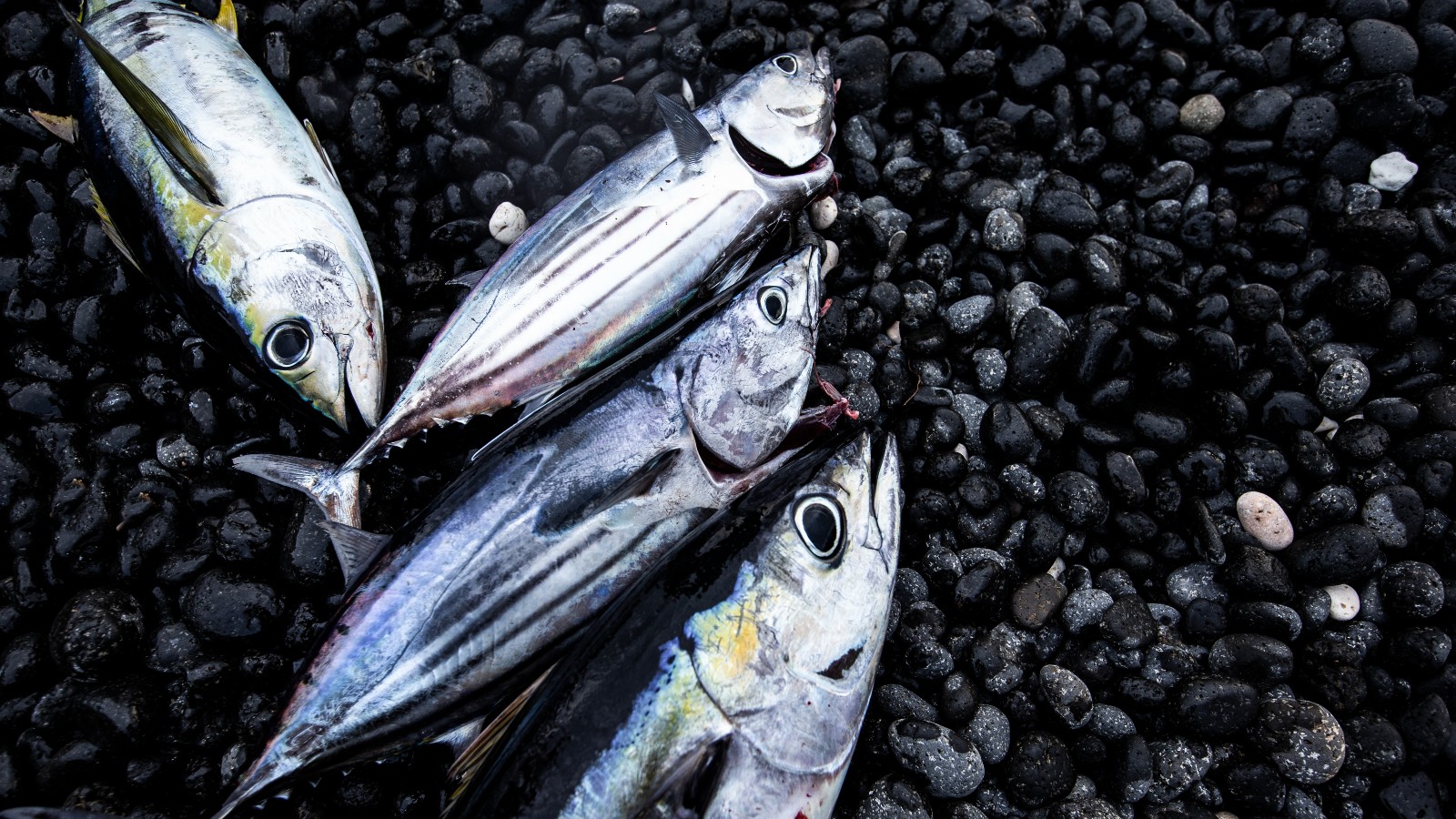 2017: Fish for life: Food security in the South Pacific - University of ...